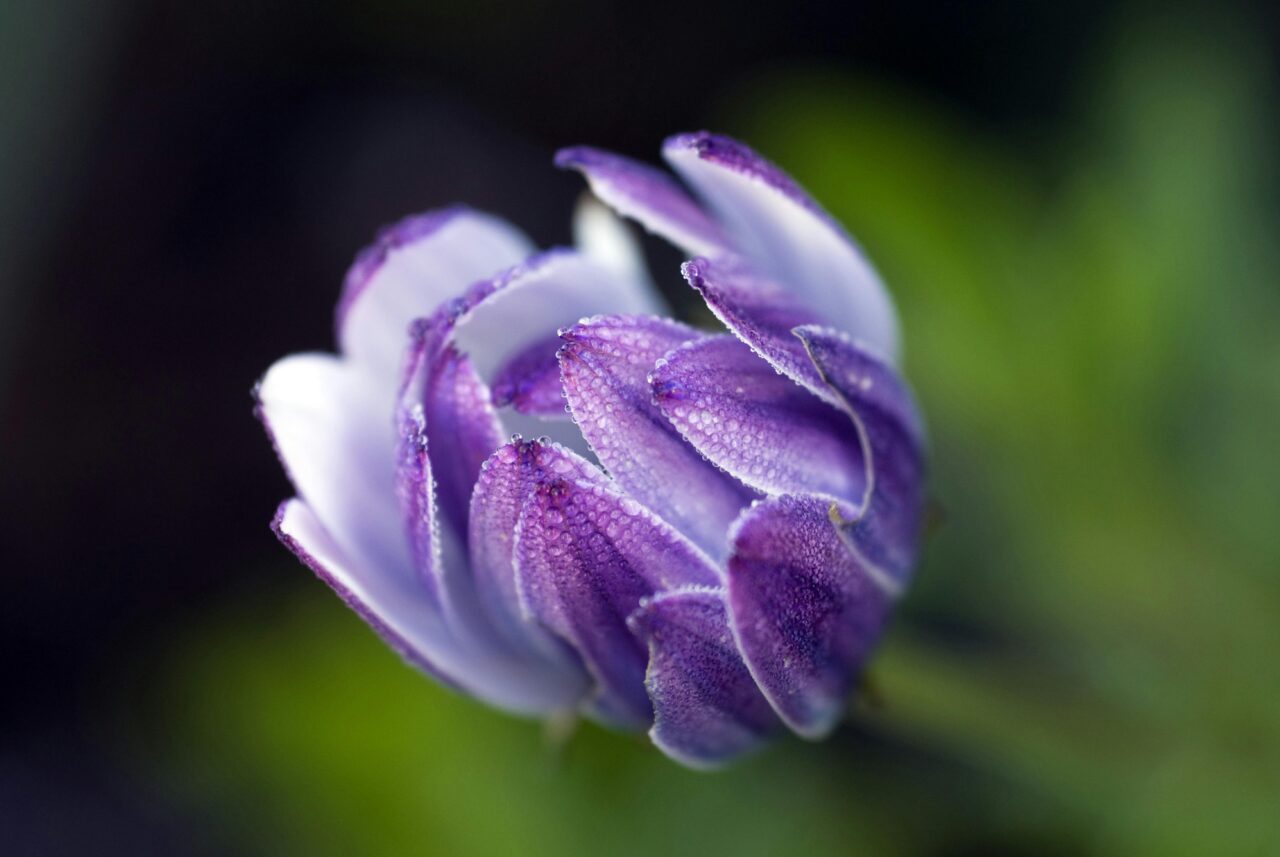 Grief and the Changing of Seasons: Welcoming Spring with Tenderness ...